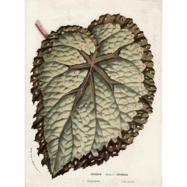 アンティーク☆BEGONIA(Hybr.)GRANDIS☆ボタニカルリトグラフ