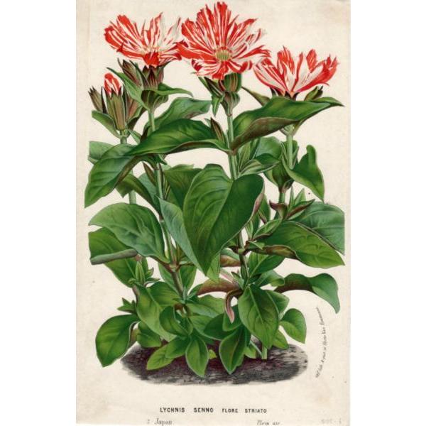アンティーク☆LYCHNIS SENNO☆ボタニカルアート リトグラフ