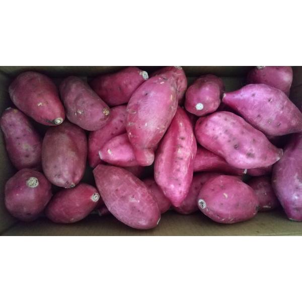 焼き芋、てんぷらに最適の鳴門金時です。■内容量・規格　Mサイズ　５ｋｇ■産地　徳島県■直射日光を避けて常温保存。*画像はイメージです。ご案内　　お届けは年明けになります。