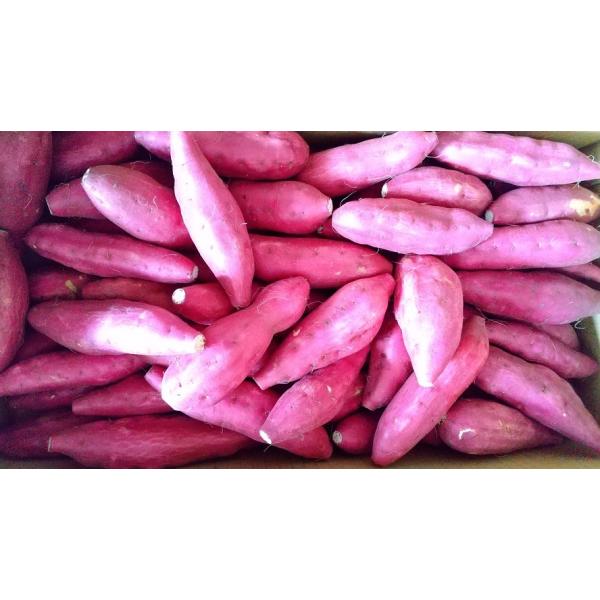 焼き芋、てんぷらに最適の鳴門金時です。■内容量・規格　2ｓサイズ　５ｋｇ■産地　徳島県■直射日光を避けて常温保存ご案内　　お届けは年明けになります。