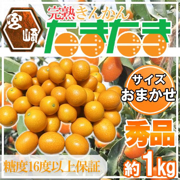 「ええっ!?金柑がこんなに甘いの!?」生のまま一口かぶりつくとビックリ!「え〜金柑？」から「なにこれおいしい!」に変わること間違いなしの完熟金柑の名作!最低糖度16度以上の"完熟きんかん　たまたま"甘み・少しの酸味・ほのかな苦味の濃厚なハー...