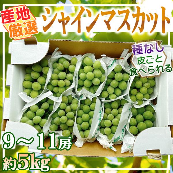 大房・大粒、高貴な芳香皮ごと食べられて種無し！『種無しシャインマスカット』 皮ごと食べられて、種がない！食べたら残るのは軸の部分だけ！しかも香り高く、甘さも抜群で見た目もヒスイのように美しい♪「こんな葡萄食べてみたい！」という夢のような品種...