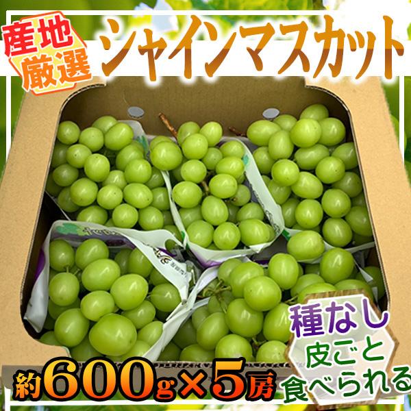 大房・大粒、高貴な芳香皮ごと食べられて種無し！『種無しシャインマスカット』 皮ごと食べられて、種がない！食べたら残るのは軸の部分だけ！しかも香り高く、甘さも抜群で見た目もヒスイのように美しい♪「こんな葡萄食べてみたい！」という夢のような品種...