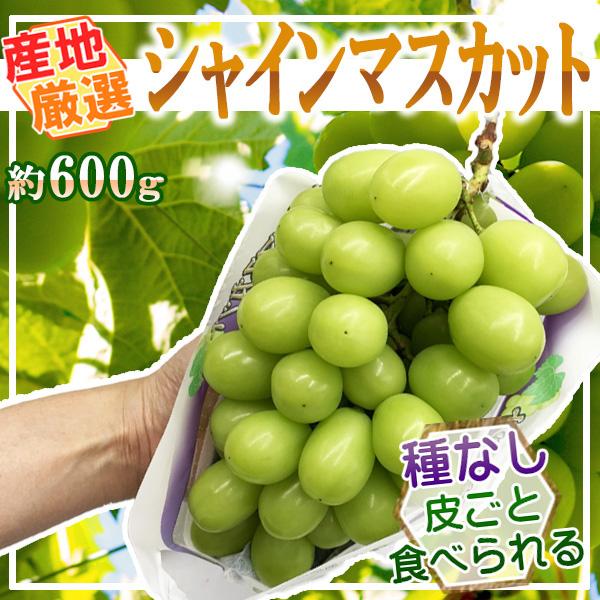 大房・大粒、高貴な芳香皮ごと食べられて種無し！『種無しシャインマスカット』 皮ごと食べられて、種がない！食べたら残るのは軸の部分だけ！しかも香り高く、甘さも抜群で見た目もヒスイのように美しい♪「こんな葡萄食べてみたい！」という夢のような品種...