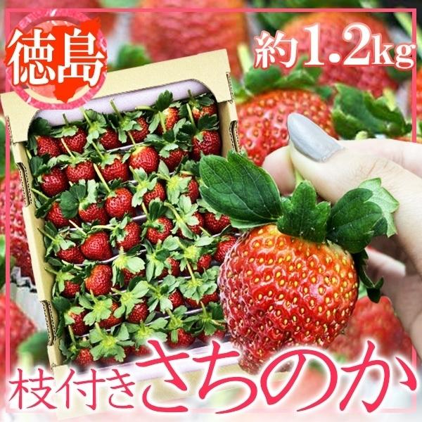 とくしま生まれの「さちのか」最近話題の「あまおう」や「ももいちご」に負けないくらい香り高くてジューシー♪なんですしっかりめの果実で大満足★びっくりするほど大粒サイズ！スーパーでよく見かけるイチゴパックに詰められないくらい大きく育ったイチゴ！...