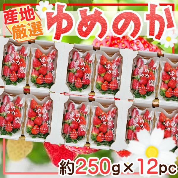 夢の叶う美味しいいちご！？フレッシュな赤に染まる新品種??『ゆめのか』今、大注目の新品種『ゆめのか』長崎県でも「さちのか」の後継品種としてどんどん栽培量が増えている、新しいいちごです♪外皮はしっなりとしており、ザクッとした歯ごたえながらも中...