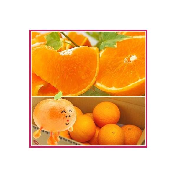 【発売日：2008年10月10日】ぷるぷるのゼリーみたいな食感♪ 他の柑橘にはない、味と食感が大ブレイク！今「せとか」を超えて話題騒然のかんきつです。傷有り・不揃いですが中身は美味しく食べれます！★内容量→5kg　約20〜40個入り★配送方...