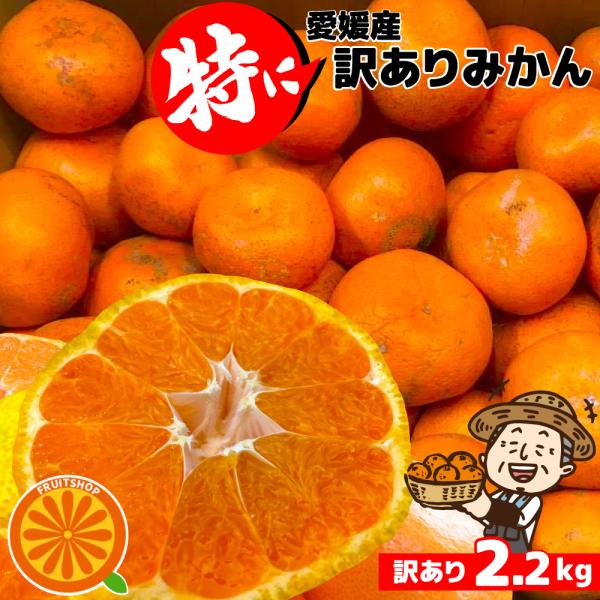 不選別・不ぞろいのご自宅用みかんです多少の味ムラがありますが低価格に徹しました◎2.2kg（不選別のため個数不定）◎配送／佐川急便、ゆうパック（常温便）※不選別のためキズあり果実が混ざります　大きさや味がバラつくことがあります※一部地域(北...