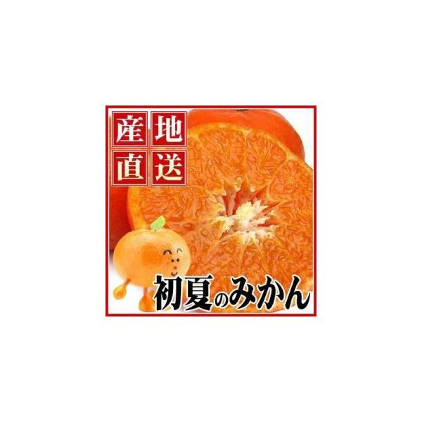大変甘い初夏に食べれる温州みかん！皮みかん感覚でむけます！傷有り・不揃いのご家庭用かんきつです・内容量:10kg（70個前後）・配送：佐川急便、ゆうパック