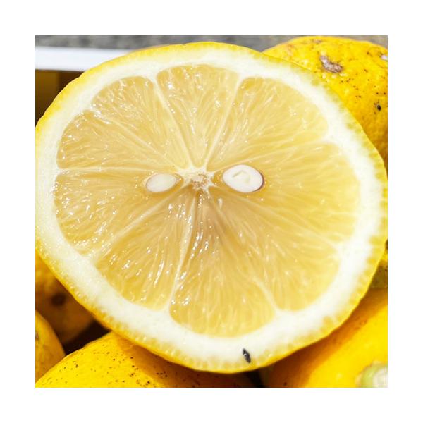 大変希少な「国産レモン」防カビ剤不使用で安心！※不ぞろい・不選別のご家庭用柑橘です。名称：ご家庭用 国産レモン 訳あり・不揃い産地:愛媛県産 および 広島県産配送方法:常温便【ゆうぱっく／佐川急便】※目安として暑い時期の6月〜8月はクール便...