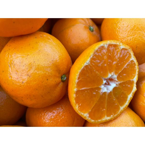 ☆内容量…10kg 120個前後◎一般地域は送料無料・北海道・東北・沖縄・離島は別途送料を申し受けます。