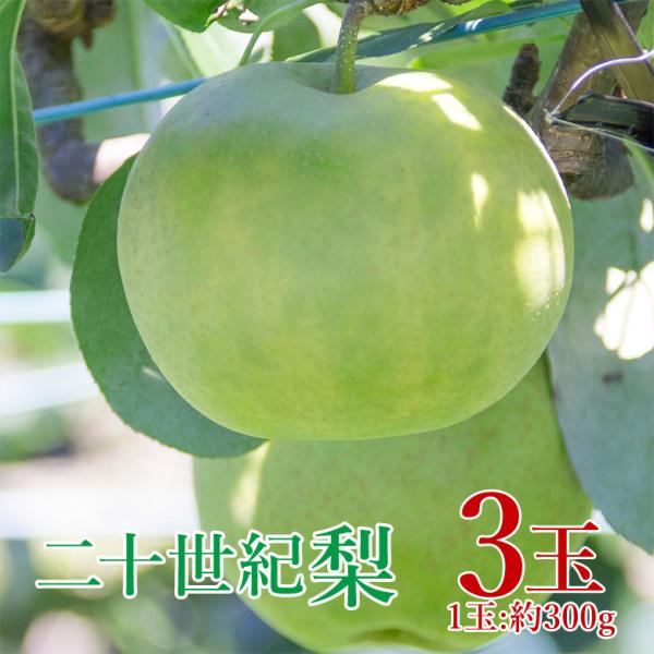 ■商品名：二十世紀梨 3玉■内容量・サイズ：１玉　約300ｇ■保存方法・賞味期限：常温、商品到着後早めにお召し上がりください。■配送に関するご注意：発送開始後はご注文より10営業日以内に発送いたします。（日時指定不可） ■販売者：株式会社G...