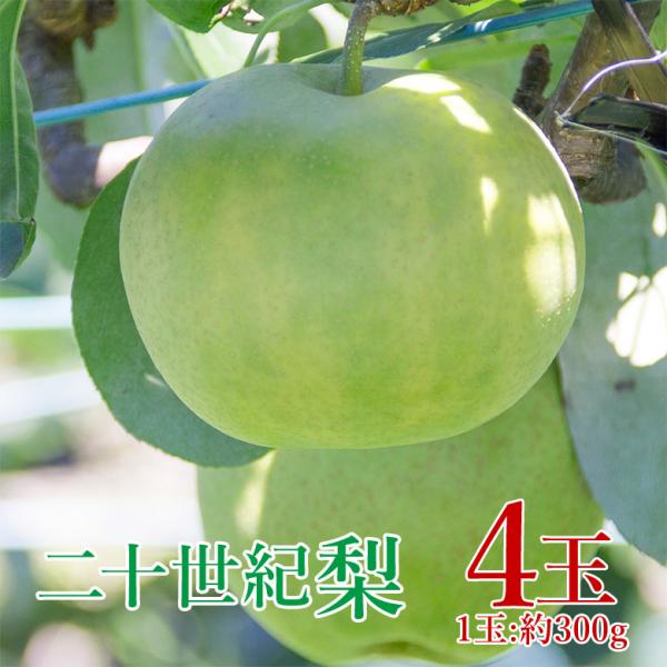 ■商品名：二十世紀梨 4玉■内容量・サイズ：１玉　約300ｇ■保存方法・賞味期限：常温、商品到着後早めにお召し上がりください。■配送に関するご注意：発送開始後はご注文より10営業日以内に発送いたします。（日時指定不可） ■販売者：株式会社G...
