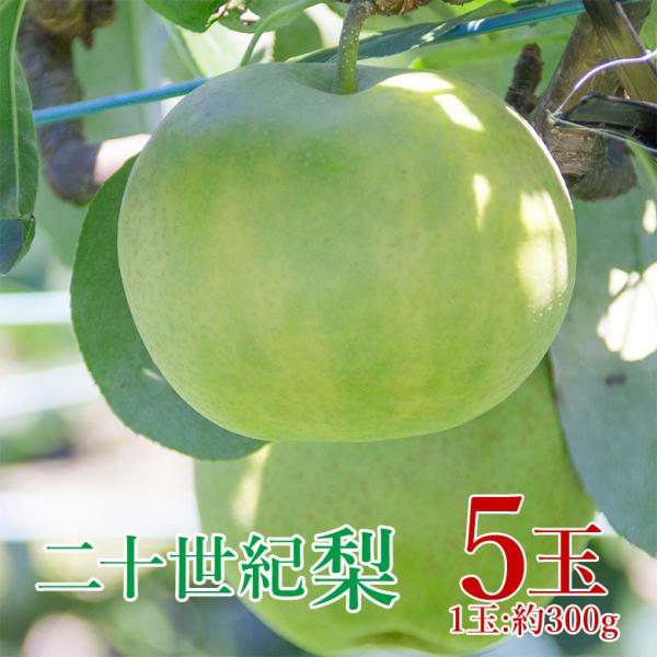■商品名：二十世紀梨 5玉■内容量・サイズ：１玉　約300ｇ■保存方法・賞味期限：常温、商品到着後早めにお召し上がりください。■配送に関するご注意：発送開始後はご注文より10営業日以内に発送いたします。（日時指定不可） ■販売者：株式会社G...