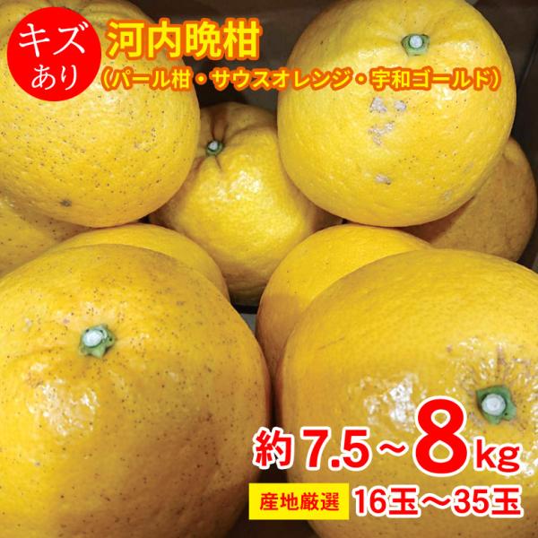 ■商品名：河内晩柑 パール柑 サウスオレンジ 宇和ゴールド キズ有り■内容量・サイズ：約7.5〜8kg 16〜35玉■保存方法・賞味期限：常温、商品到着後早めにお召し上がりください。■生産地：産地厳選■販売者：株式会社GIANTKILLIN...