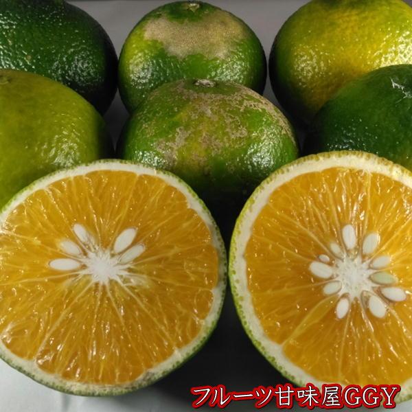 見た目と違い酸味が少なくまろやかな甘みが癖になる♪出荷後半になると黄色く完熟し更に美味しく全国的に生産量が少なくあまり知られてはいませんが是非一度皆様に食べてもらいたい一品です！訳あり品　5キロ（＋300g保証分　計5.3ｋｇ）　送料無料に...