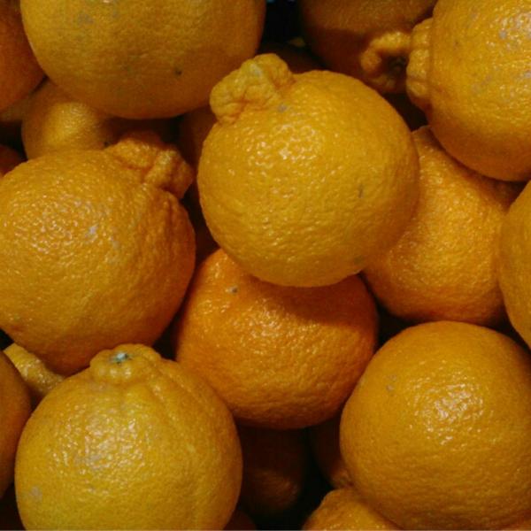 デコポン発祥の地、熊本より直送！見た目が訳ありの不知火（デコポン）を赤字覚悟の大特価でご奉仕致します。熊本産　訳あり不知火（デコポンと同品種）到着後はすぐに段ボールから出し風通しの良いところ又は冷蔵庫にて保管して下さい。保証分としてあらかじ...