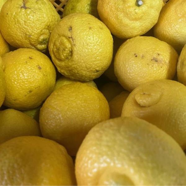 見た目はレモンのようですが酸味が少なくまろやかな甘みが癖になる♪到着後はすぐに段ボールから出し風通しの良いところ又は冷蔵庫にて保管して下さい。訳あり品・5キロ保証分としてあらかじめ300ｇ（1箱　5キロ（＋300g保証分　計5.3ｋｇ））多...
