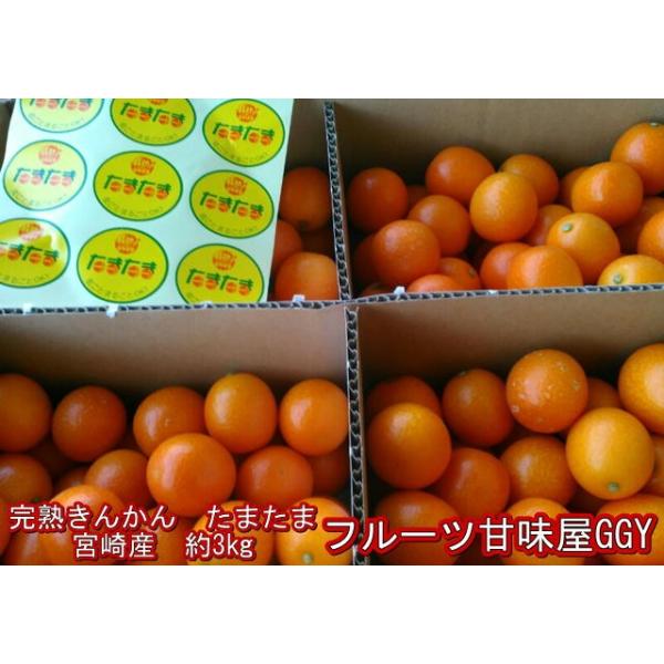 糖度16度以上の完熟きんかん、たまたま皮が甘く、そのまま丸かじり♪特級Ａ・B・Cをお届けサイズ2Ｌ、L　嬉しい大玉♪1箱約3キロ入りきんかん・金柑・キンカン・完熟きんかん・たまたま・宮崎・生食・送料無料・光センサー・3キロ