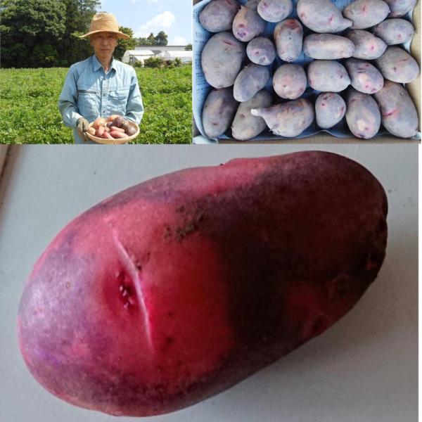紫の表皮にピンクの斑模様が特徴的なじゃがいも“グランドペチカ”。果肉は濃い黄色でじゃがいもの風味が強くおいしい品種。キメは粗く粉質で味が染み込み易いため煮物などにもおススメです。九州では霜が降る前12月と、梅雨入り前の6月と年２回収穫するこ...