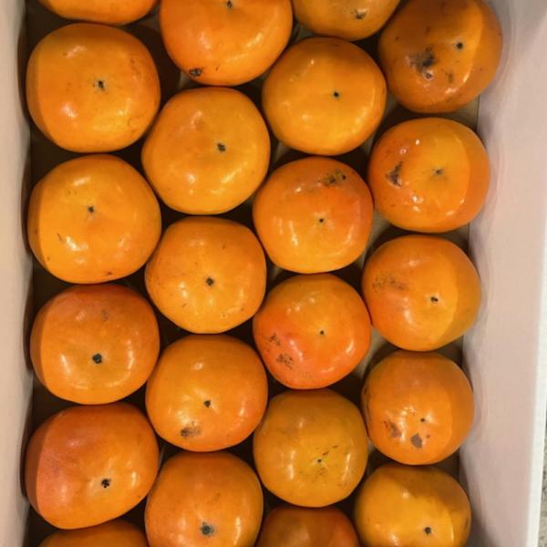 品種お任せ　西村早生　早秋　伊豆　松本早生　冨有柿など旬な品種をお届けしますたっぷり1箱約5ｋｇ　サイズ3Ｌ〜Ｓお得な訳あり品2箱購入で1箱おまけ!！（同一配送先に限ります）柿・富有柿・ふゆ柿・熊本・福岡・おまけ・送料無料