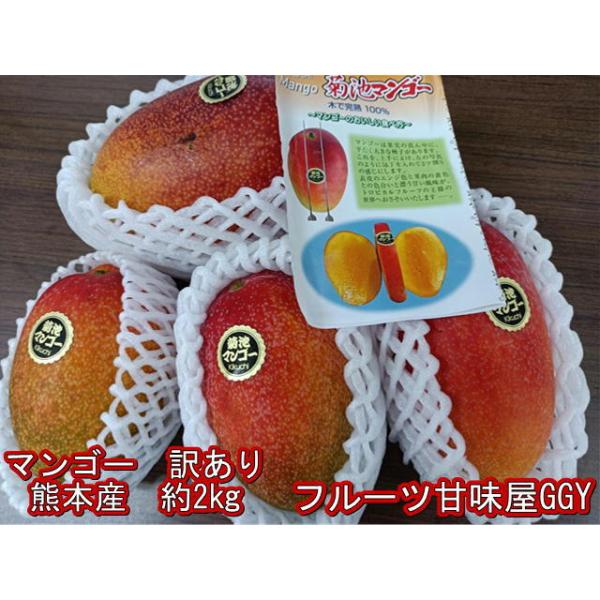 希少品　熊本産　完熟マンゴーですたっぷり　約2ｋｇクール便にてお届けしますマンゴー訳あり　加工用　規格外変形や形がいびつなもの、しわ、黒点、キズなど見た目に訳はありますが一皮剥けば正規品と変わらない！マンゴー・完熟・2キロ・クール便・熊本・...