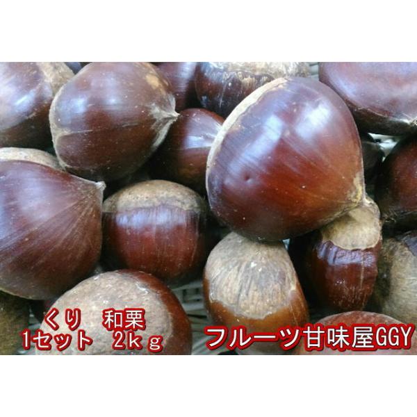 2箱購入で1ｋｇおまけ！希少品・和栗・栗・熊本・訳あり・送料無料・おまけ