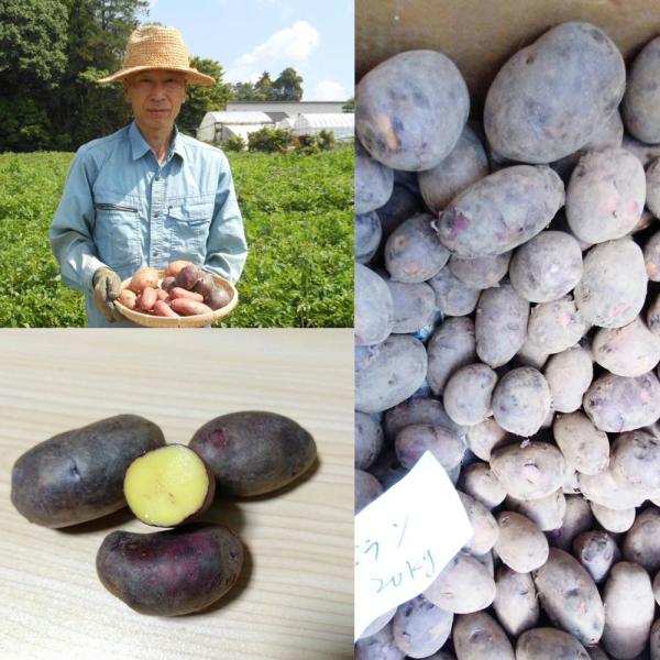 漆黒に近い濃紺の表皮が特徴的なじゃがいも“タワラマゼラン”。細長い楕円形をしており、若干小玉傾向にあります。昨今の気象影響により表皮には紫の薄い斑点部分が現れる事があります。果肉は濃い黄色でじゃがいもの風味が強くおいしい品種。キメは細かく多...