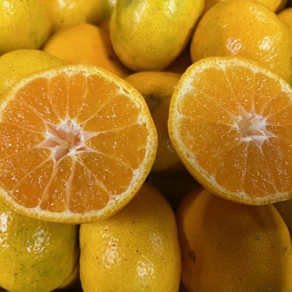 自然栽培、有機肥料一切不使用、完全無農薬『安心・安全・無農薬みかん』氏家さんのこだわり栽培訳ありですが無農薬栽培の為、もともと綺麗なものは出来ません無農薬の為見た目は悪いですが安心安全で味も濃くオススメです！有機JASマークを取っていますが...