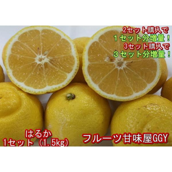 ２セット購入で１セットおまけ！３セット購入で3セットおまけ！見た目はレモンのようですが酸味が少なくまろやかな甘みが癖になる♪到着後はすぐに段ボールから出し風通しの良いところ又は冷蔵庫にて保管して下さい。擦りキズや、成りキズ、シミ、ヤケ、変形...