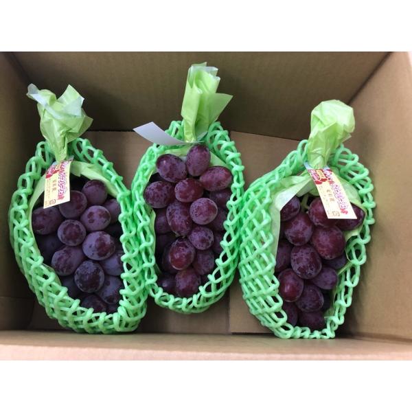 クイーンルージュ Rマーク　長野県オリジナル品種　2~4房入り　1.5kg以上シャインマスカットとユニコーンの掛け合わせ。皮ごと種無しブドウです。皮がぜんぜん残らない。食べやすさがあります。店主ゴリオススメ！