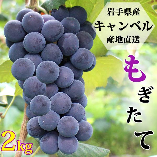 ぶどう 品種：キャンベル内容量：2kg (6房から)産地名：岩手県 紫波町産消費期限：ご到着後お早目にお召し上がりください。送料・配送方法：ヤマト運輸宅急便 クール便もしくは常温便 送料無料（沖縄、離島を除く）　　　　　　　　※沖縄、離島は...