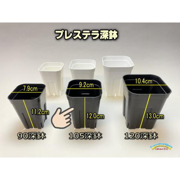 プレステラ深鉢 プレステラ深型サイズ：外径φ約外径約9.2×高さ12(cm)鉢底の1辺：6.5cm鉢底の対角線：8.5cm根のルーピングを防止します！排水用の縦スリットが8ヶ所切ってありますから水はけ抜群で根が元気に育ちます！＠多肉植物・塊...