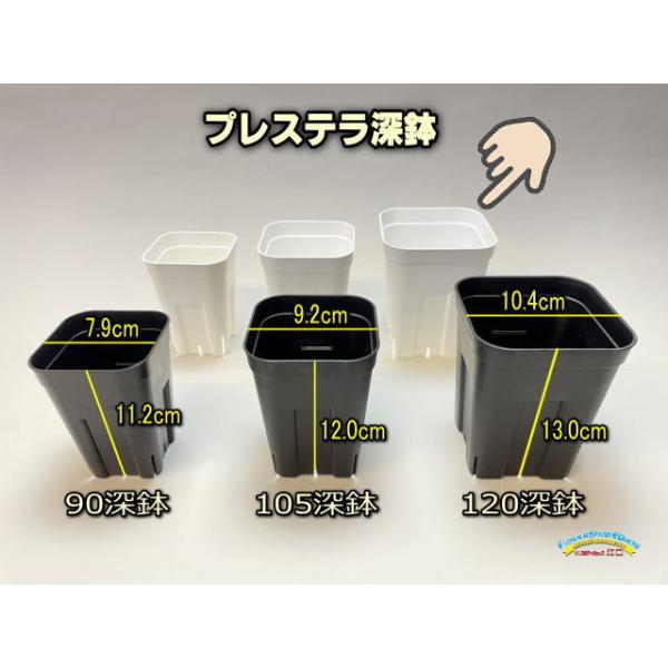 プレステラ深鉢 プレステラ深型サイズ：外径φ約10.4×高さ13(cm)鉢底の1辺：7.6cm鉢底の対角線が10cm根のルーピングを防止します！排水用の縦スリットが8ヶ所切ってありますから水はけ抜群で根が元気に育ちます！＠多肉植物・塊根植物...