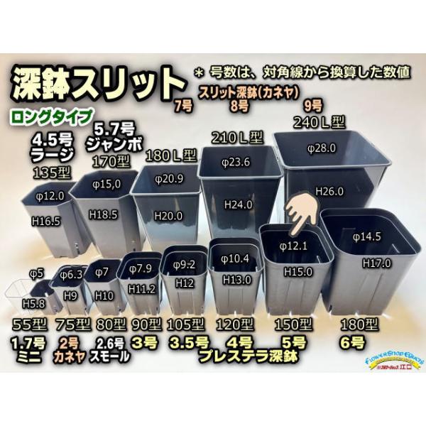 プレステラ深鉢 プレステラ深型サイズ：外径約12.1×高さ15.0(cm)鉢底の1辺：9.3cm鉢底の対角線：12.2cm根のルーピングを防止します！排水用の縦スリットが8ヶ所切ってありますから水はけ抜群で根が元気に育ちます！＠多肉植物・塊...