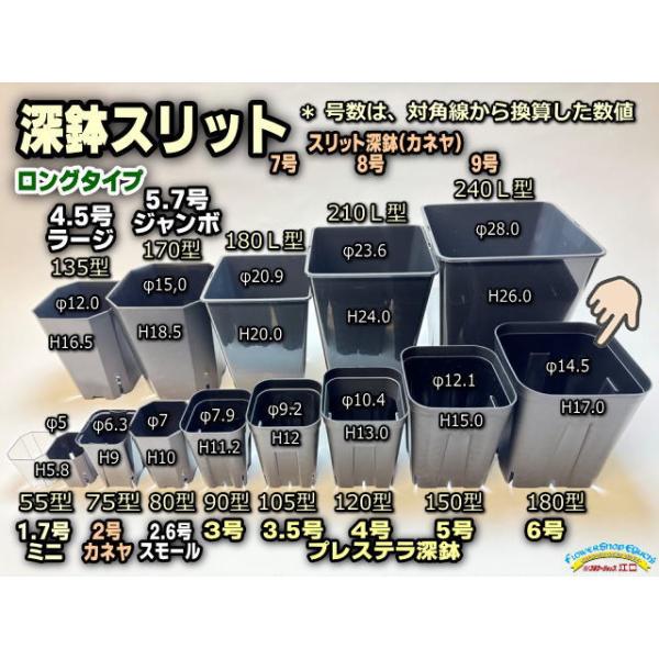 サイズ：外径約14.5×高さ17.0(cm)鉢底の1辺：11.5cm鉢底の対角線：15.0cm根のルーピングを防止します！排水用の縦スリットが8ヶ所切ってありますから水はけ抜群で根が元気に育ちます！＠多肉植物・塊根植物コーデックス・アガベ・...