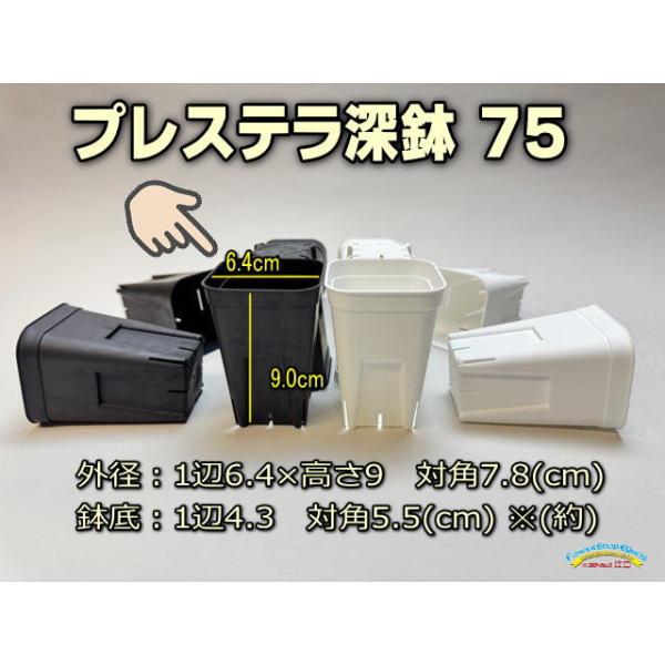 [深型深鉢四角75型]プレステラ硬質ポット！8ヶ所のスリット！高級感演出に！8ヶ所のスリットにより水はけ抜群です！サイズ(約)... 外径：1辺6.4×高さ9　対角7.8(cm)鉢底：1辺4.3　対角5.5(cm) ＠多肉植物・塊根植物コー...