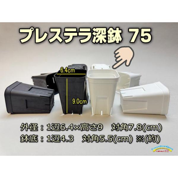 [深型深鉢四角75型]プレステラ硬質ポット！8ヶ所のスリット！高級感演出に！8ヶ所のスリットにより水はけ抜群です！サイズ(約)... 外径：1辺6.4×高さ9　対角7.8(cm)鉢底：1辺4.3　対角5.5(cm) ＠多肉植物・塊根植物コー...
