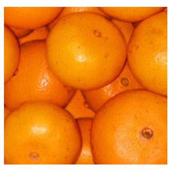 【発売日：2026年01月31日】新品種オレンジ 津の輝  清見×興津早生（みかん）×アンコールから生れた新品種の柑橘。長崎の口之津にて生まれました。 3種類の柑橘の良いところを併せ持った濃厚な甘みの柑橘です。 特徴・味 皮は、手でヘタの方...