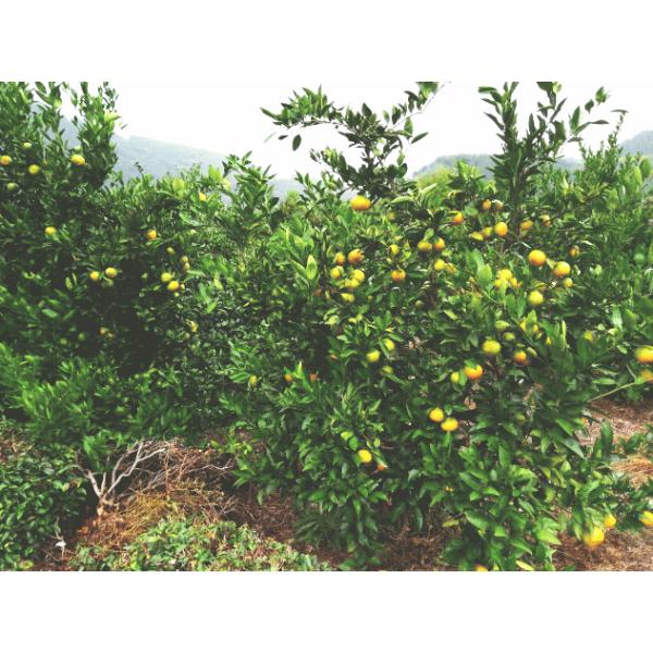 【発売日：2025年10月01日】ゆら早生は、みかんの品種である「宮川早生」の枝変わりとして昭和60年に発見され、平成7年9月に品種登録されました。 収穫期は9月下旬〜11月上旬で極早生品種の中では非常に糖度が高く品質が良いため販路の拡大が...