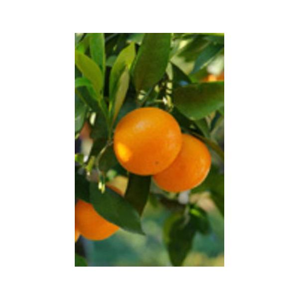 【発売日：2025年10月18日】石地フリーは中生品種で早生品種の次の品種です。木の上で果実が生っている期間がたいへん長く、樹上で完熟させるため、甘くコクのあるのが特長です。石地みかんは、温州みかんの中でも、糖度が高く甘い味のみかんです。外...