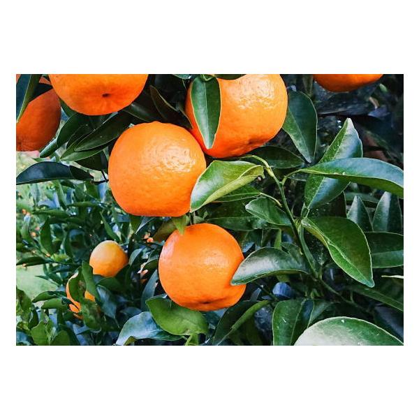 【発売日：2026年01月31日】ポンカン　太田ぽんかん新鮮産直販売です。　静岡県静岡市の太田敏雄氏が、親品種のポンカンに、果皮の着色の早い果実を発見しました。特性調査を行った結果、新種のポンカンであることが確認され昭和58年に「太田ポンカ...