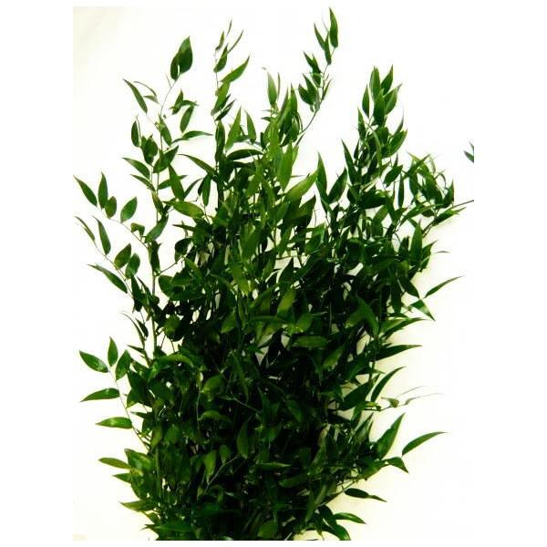 ルスカス　イタリアンルスカス   グリーン、葉のように見える部分は「葉状茎」。水揚げ・花もちのよい「葉もの」花材として花屋さんで売られている。冬期には写真のような果実付きのものが出回ることもある。果実の直径は1.5cmほど。この写真では赤く...