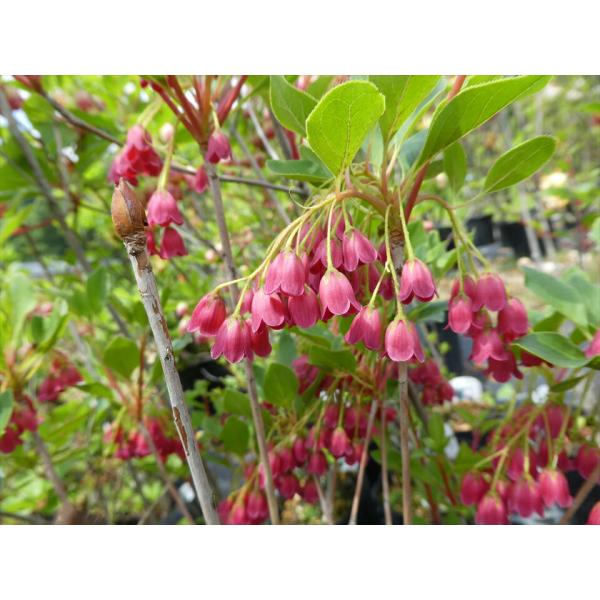 詳細ツツジ科花期3−4月商品説明晩春にスズランのようなかわいらしい花を咲かせます栽培方法高温や乾燥にやや弱いので、夏場に西日があたる場所はさけ、水はけのよい場所にやや盛り土気味に植え付けてください。・花芽分化は7〜8月なので、選定をする場合...