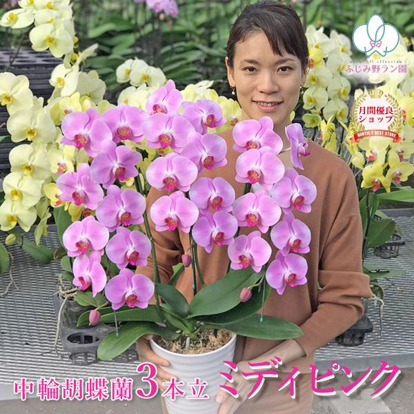ボリュームのある中輪ピンク胡蝶蘭。一輪一輪の間隔もほどよく、輪数もあります。価格はリーズナブルですが、お花自体も花弁の厚さがあり花持ちが良いのも特徴です。花の大きさ：9〜10cm、全高：65〜75cm※金額の分かる納品書、請求書、領収書等は...