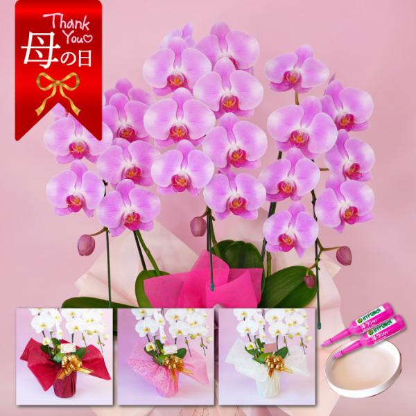 【発売日：2026年03月12日】【母の日ギフト専用商品です】●お届け日のご指定はできません。●5月5日〜5月10日のいずれかに、心を込めてお届けいたします。●「画像送信サービス」は対象外となります。●「オリジナルメッセージ」の記載はできま...