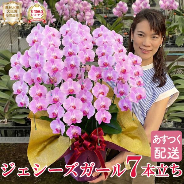 7本立ちは花数も多く、ボリューム感もありますので、大輪とも引けを取らない存在感があります。花の大きさ：10〜11cm全高：80〜90cm7本立ちは花数も多く、ボリューム感もあり、大輪とも引けを取らない存在感。美しいピンクは誰からも愛され、花...