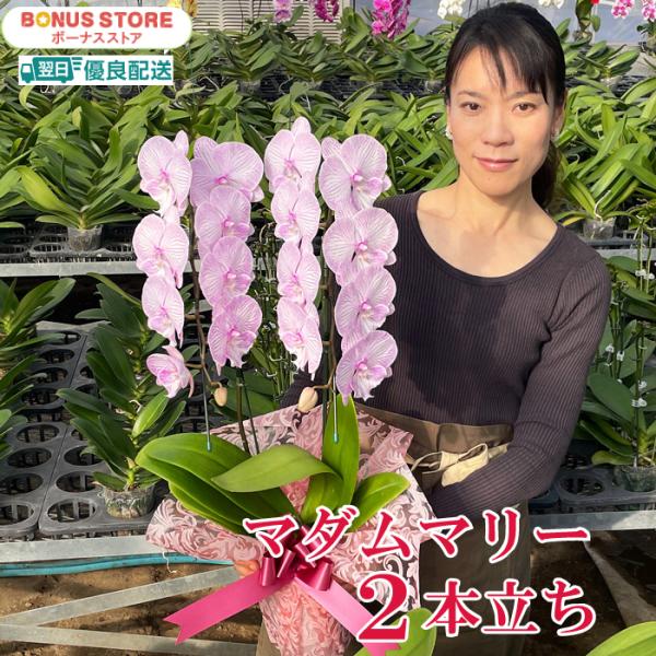 しっかりと栄養を蓄えた3.5寸株の寄せ植え胡蝶蘭。新品種のビッグリップシリーズ。個性的でピンクのストライプが特徴の珍しいお花です。おしゃれなお店のオープンやいつもとは違う贈り物をお探しの方にぴったりです。いつもとは違うものを送りたい方へ個性...