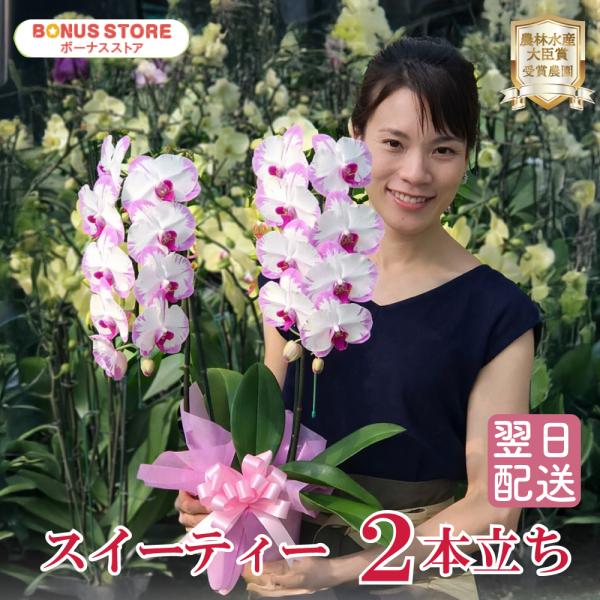 長年当園で1，2を争う人気の胡蝶蘭です。 お花の外側だけがピンクで彩られた、絞り染めのようなエレガントな品種です。お花のサイズ：8〜10cm全体の高さ：70〜80cm※金額の分かる納品書、請求書、領収書等は同梱されません。