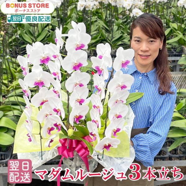 爽やかな印象のビッグリップ中大輪ピンク。華やかな雰囲気でリップのピンクが可愛らしい印象です。個人的なギフトはもちろん法人ギフトにもおすすめです！《注》輪数が少なめの場合4本立ち以上でお届けする場合がございます。予めご了承下さい。※金額の分か...